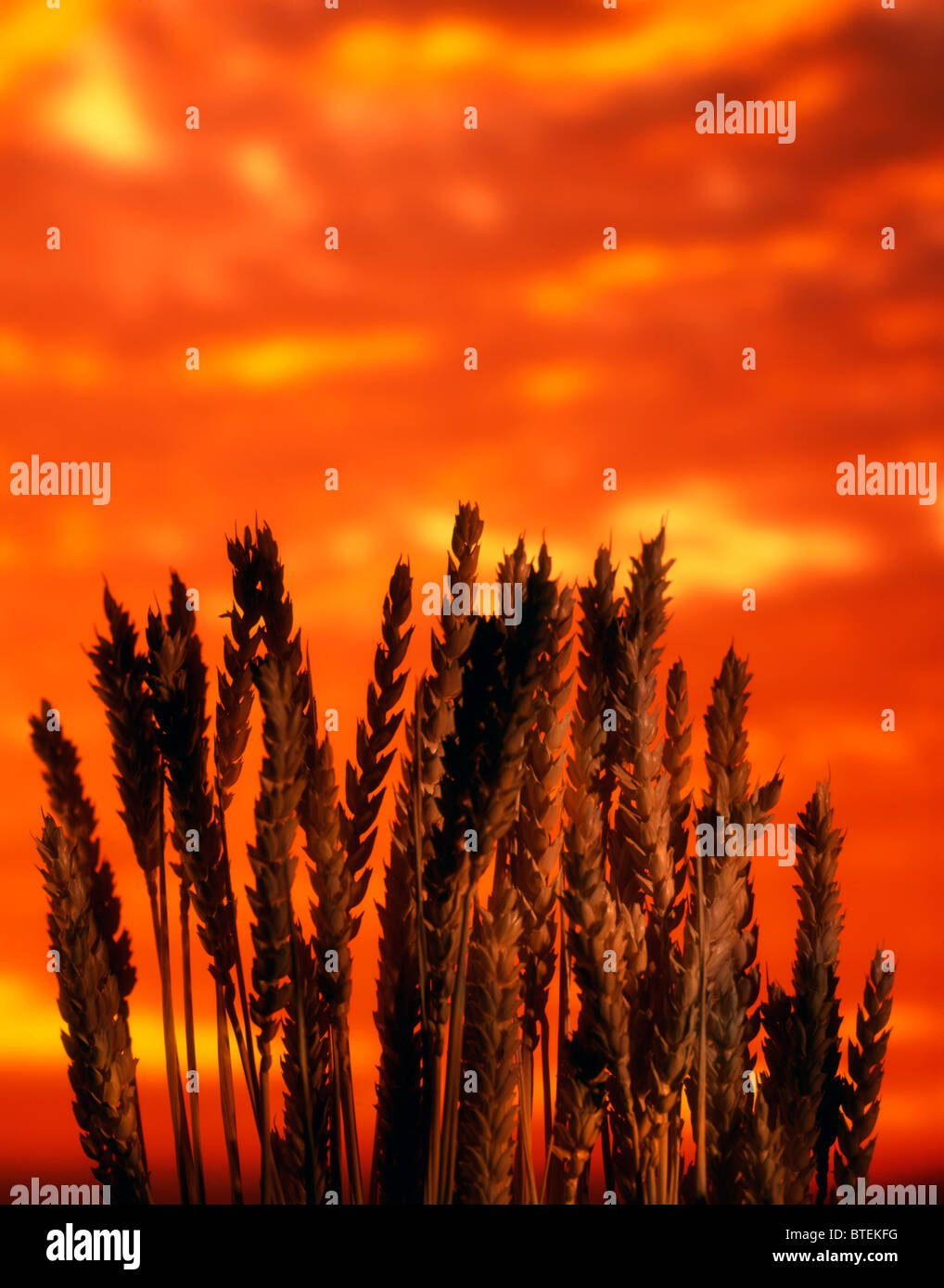 Wheat reaper hi-res stock photography and images - Alamy