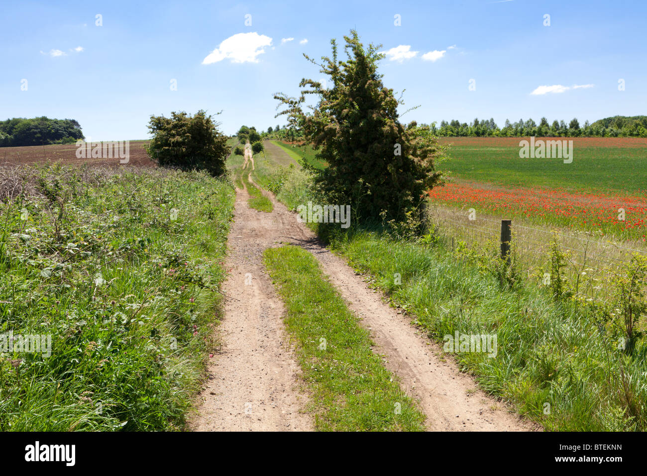Icknield Street or Ryknild Street, a Roman road known as Condicote Lane ...