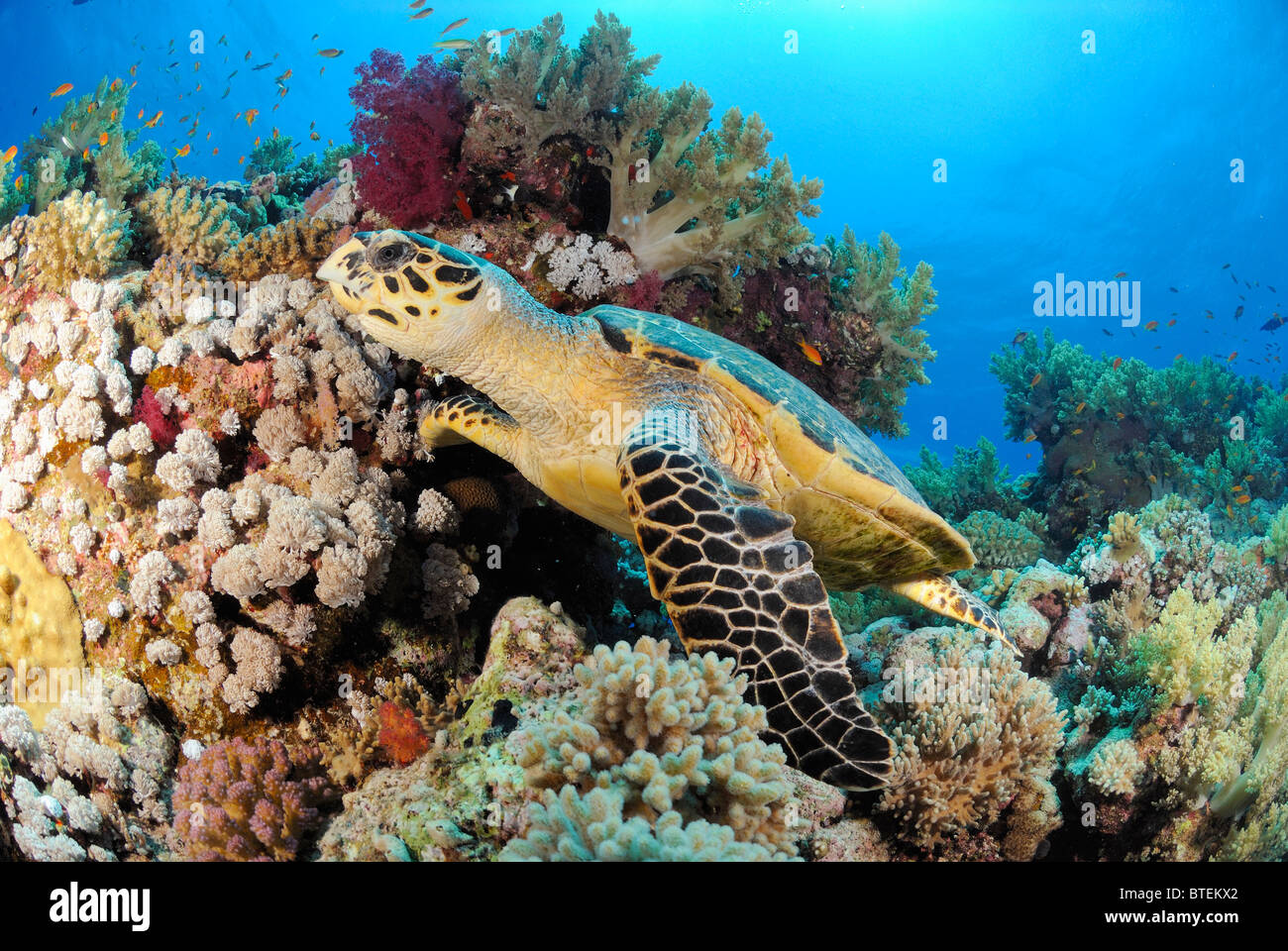 Loggerhead turtle off Hamata coast, Egypt, Red Sea Stock Photo - Alamy