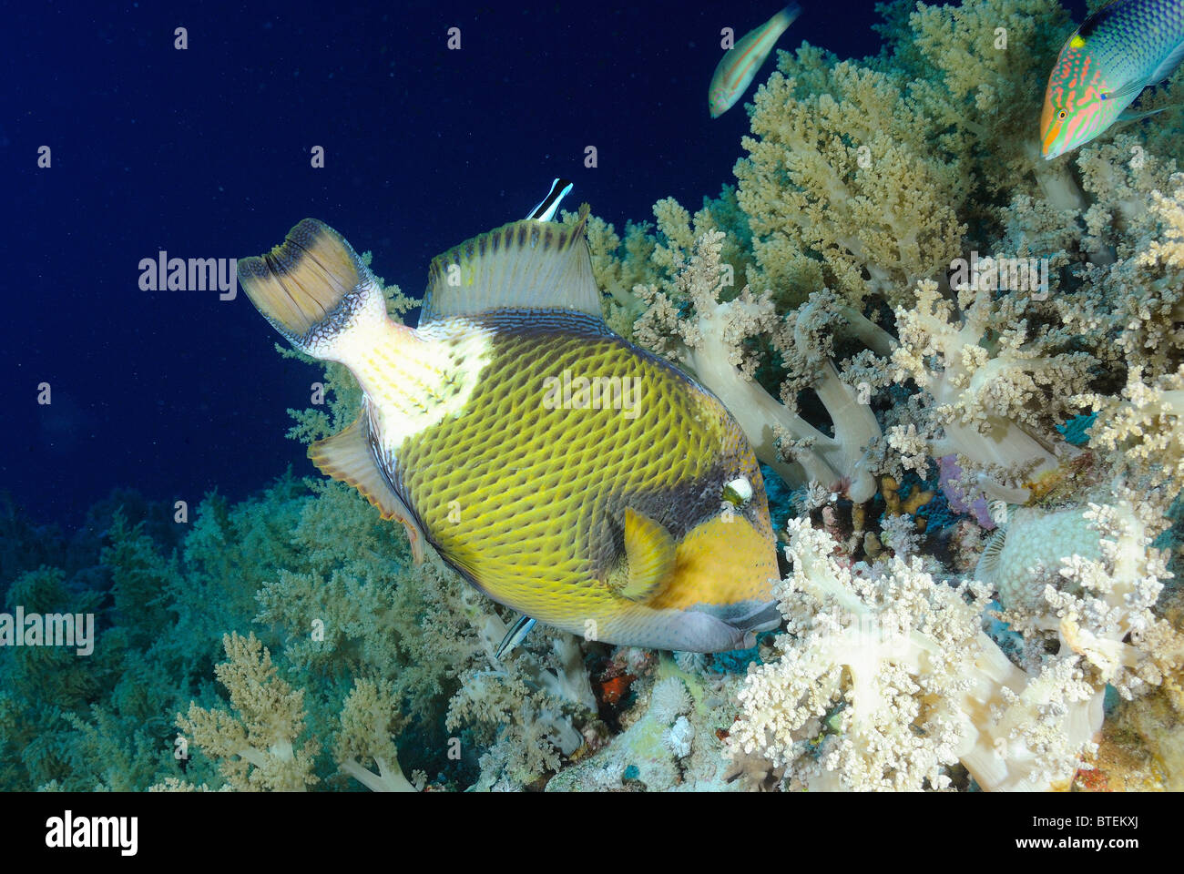 Titan triggerfish, Big Brother Island, Egypt, Red Sea Stock Photo - Alamy