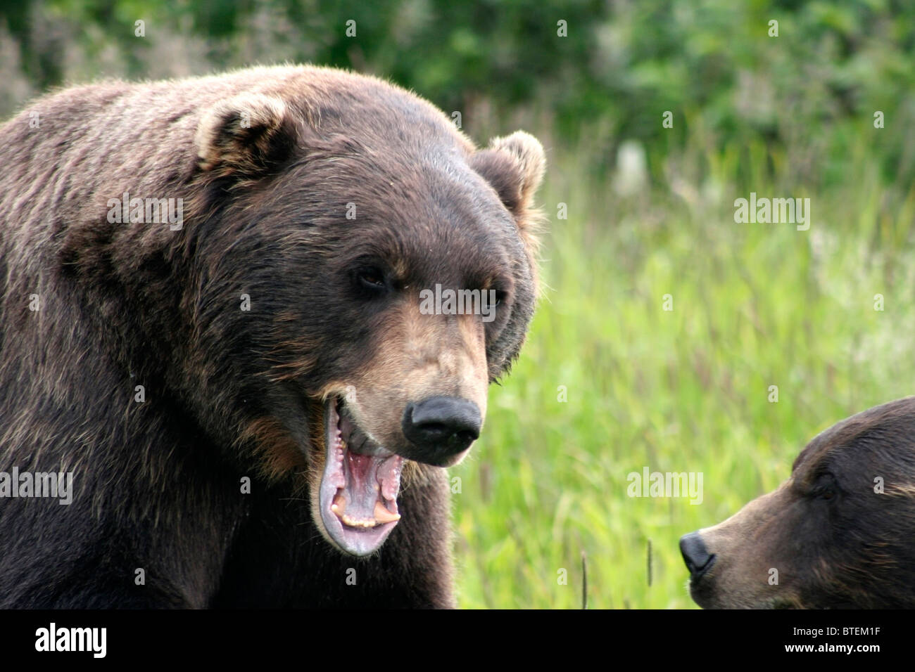 Black Bear Roar Profile