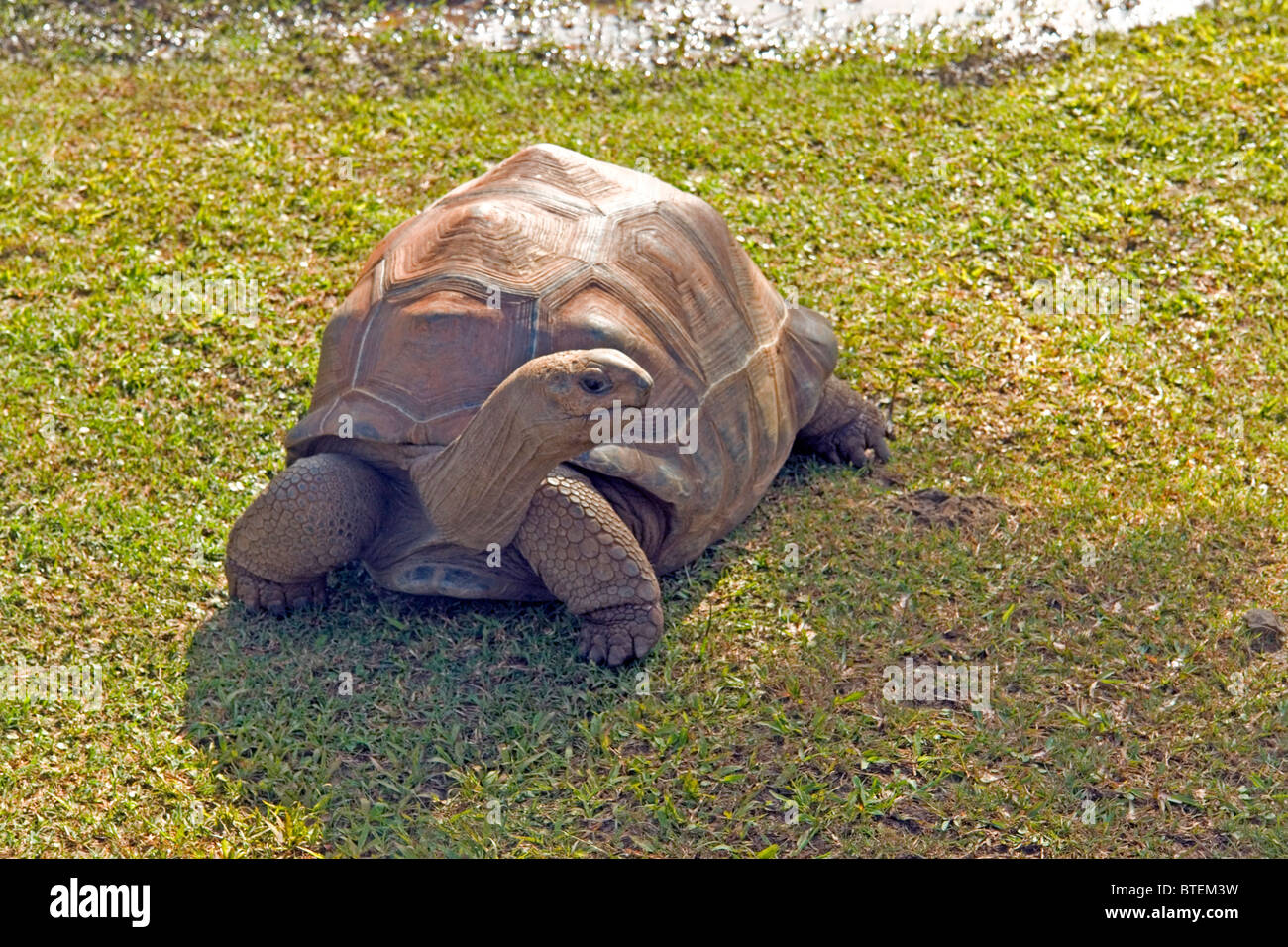 Giant tortoise in the SSR Botanical Gardens, Pamplemouses, Mauritius ...