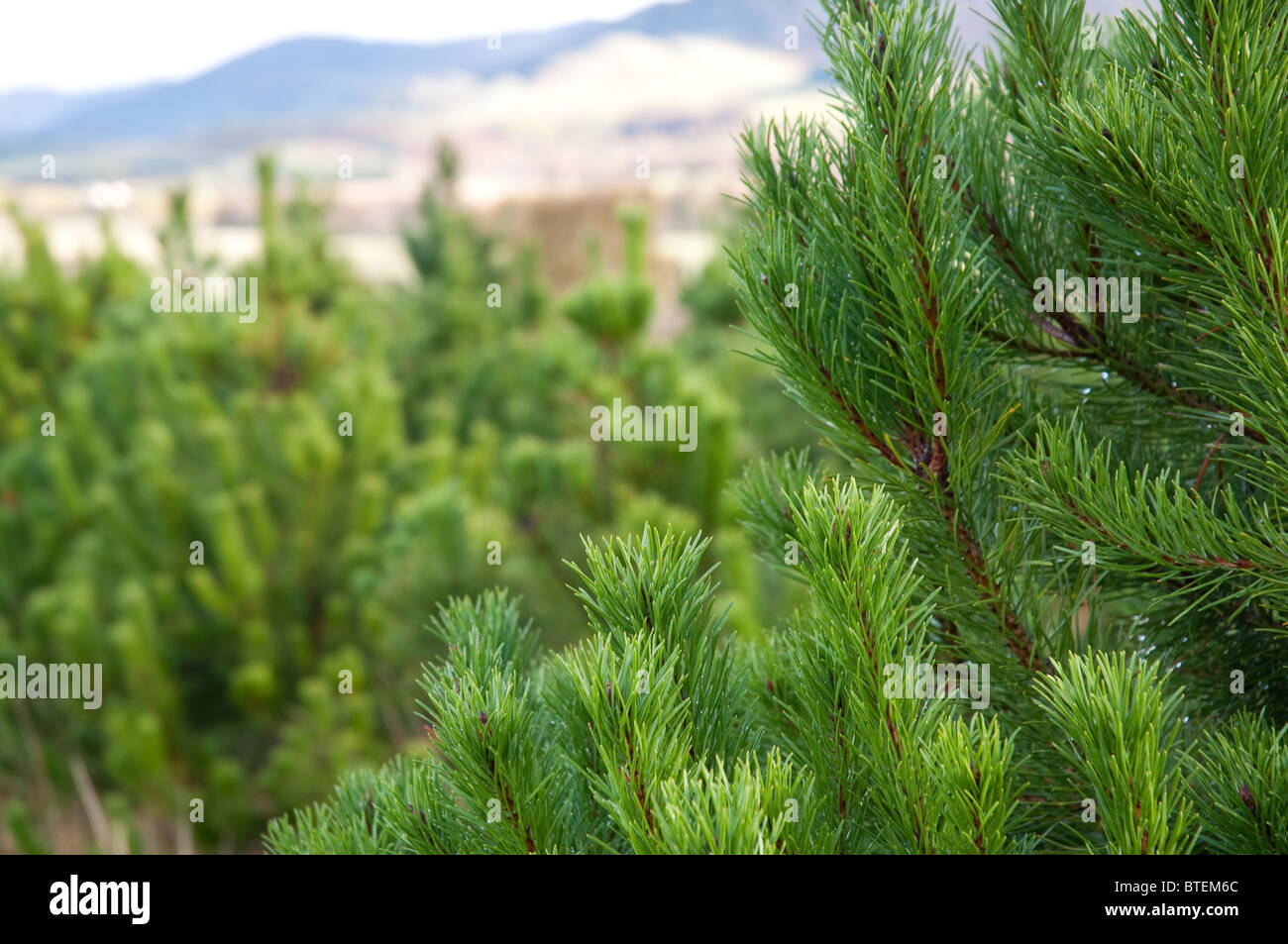 Christmas trees,lodge pole pine, one of the most popular varieties in ...