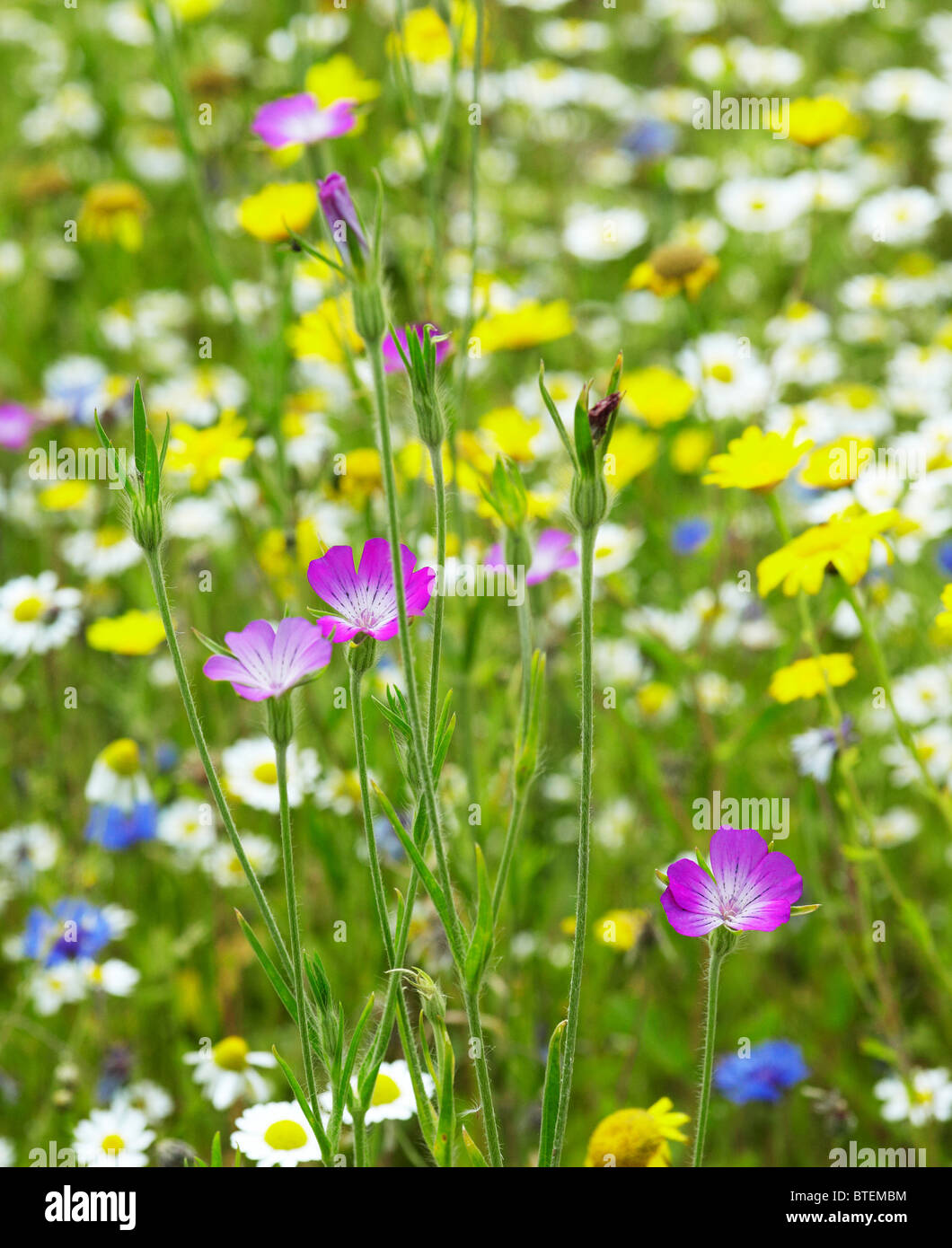 Corn cockle backed by a mixture of colourful wildflowers moving in the ...