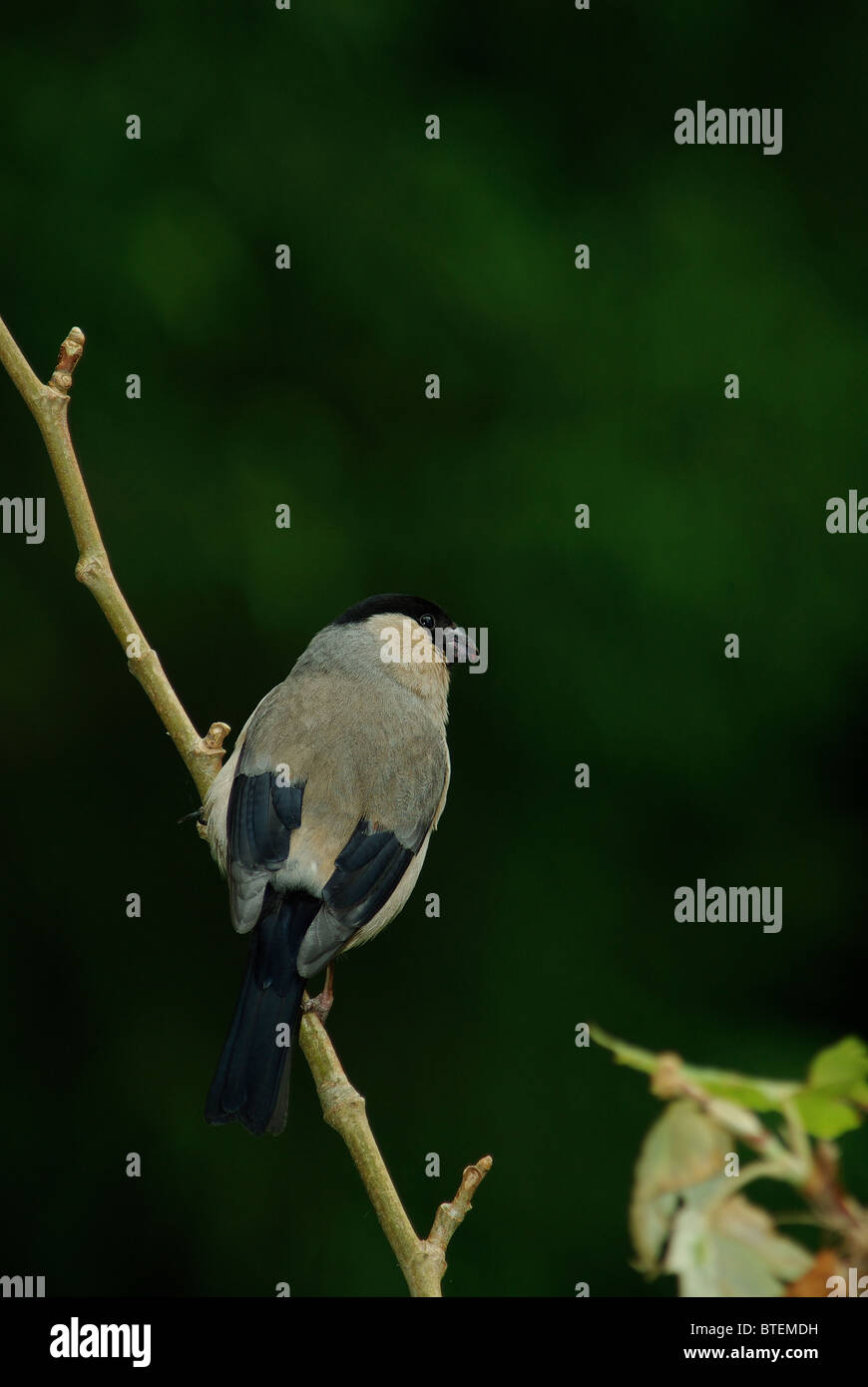 Native bird azores hi-res stock photography and images - Alamy