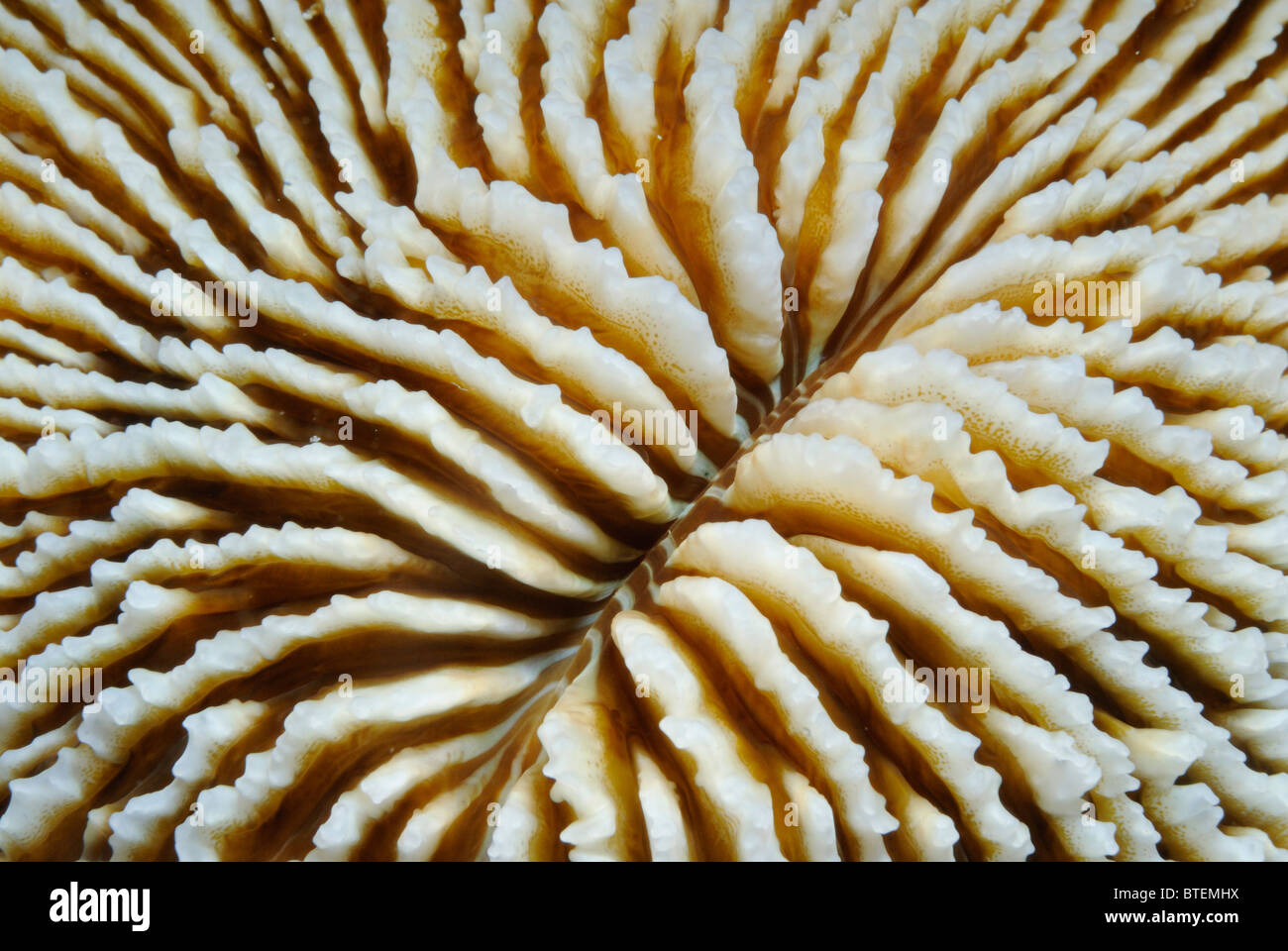 Fungia concinna hi-res stock photography and images - Alamy