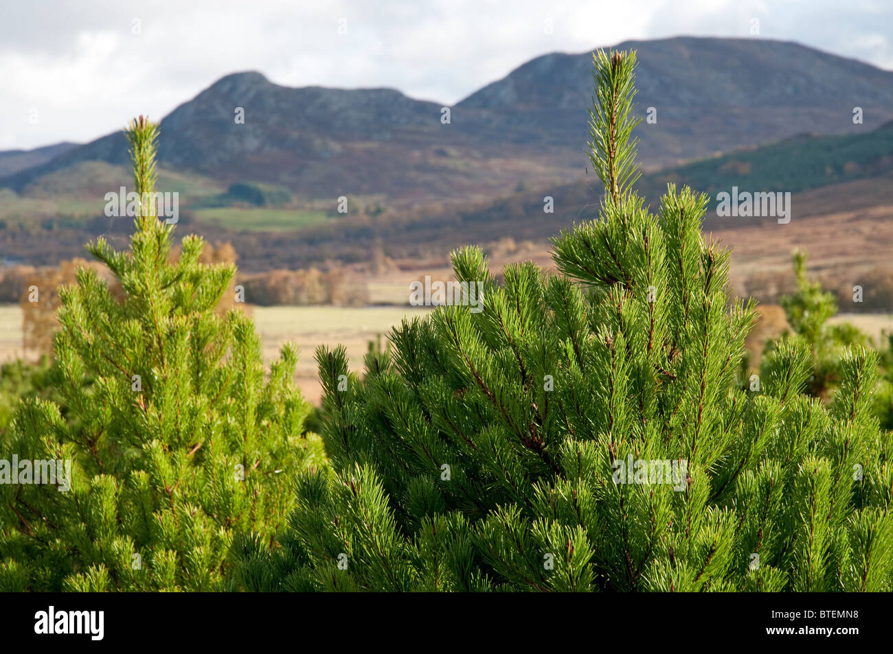 Christmas trees,lodge pole pine, one of the most popular varieties in ...