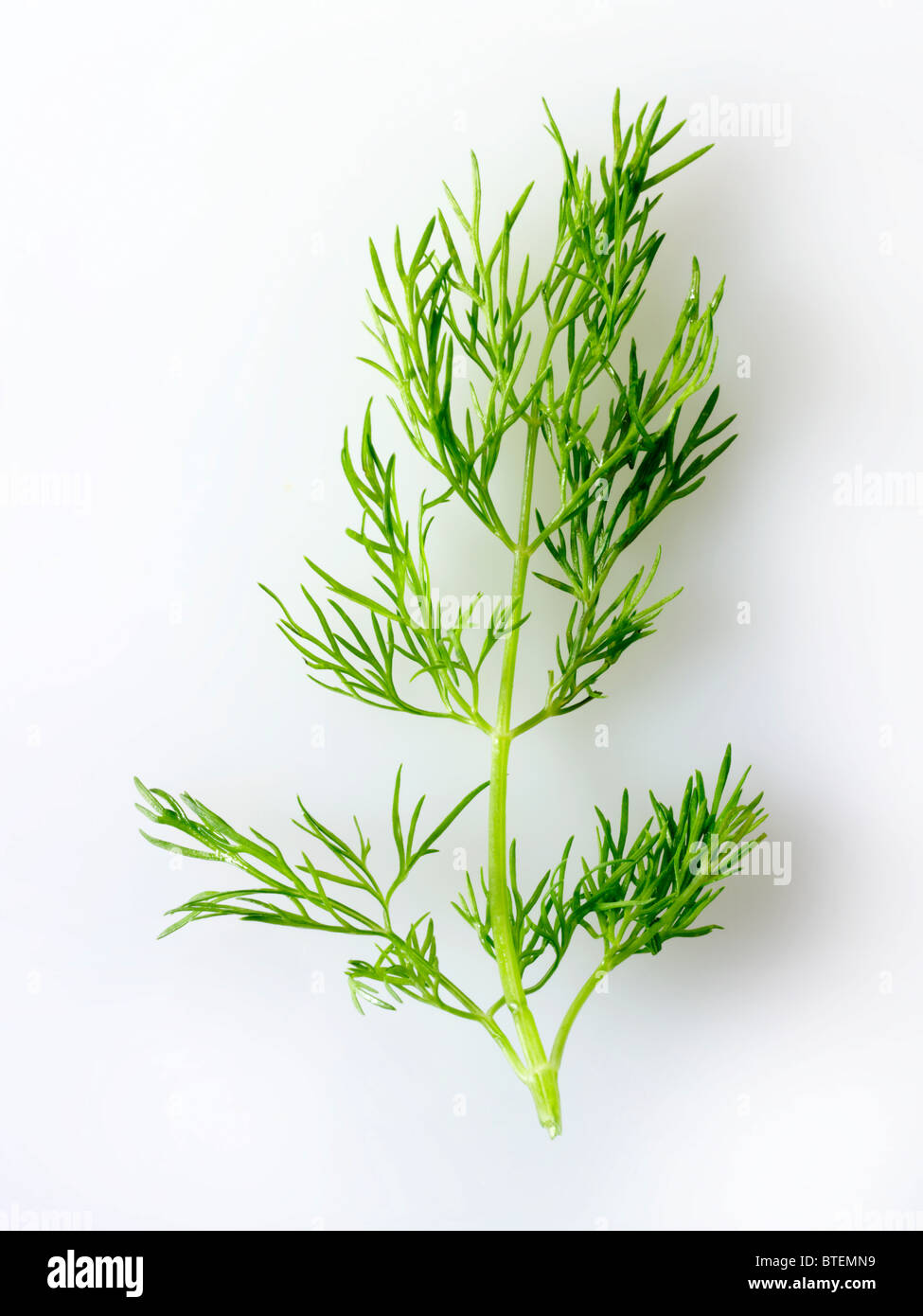 Top shot of fresh Fennel herb leaf leaves against a white background ...