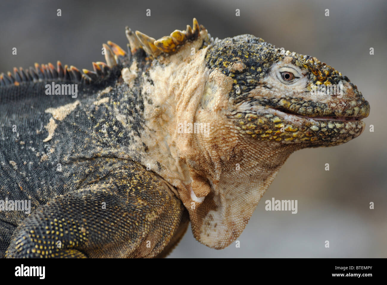 Galapagos land iguana on South Plaza Island, Galapagos, Ecuador Stock ...