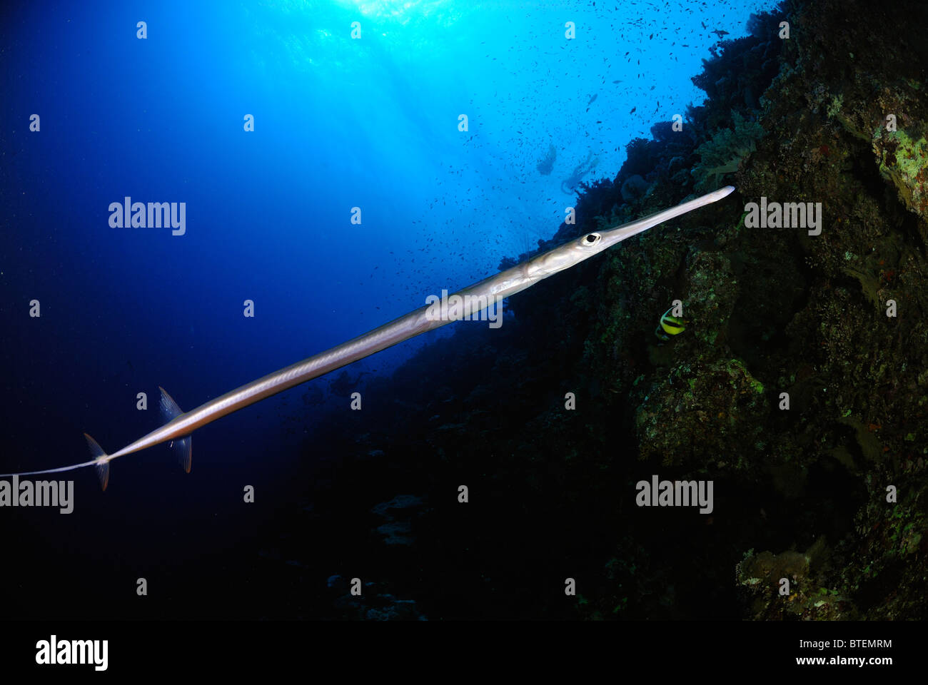 Smooth flutemouth fish, Big Brother Island, Egypt, Red Sea Stock Photo ...