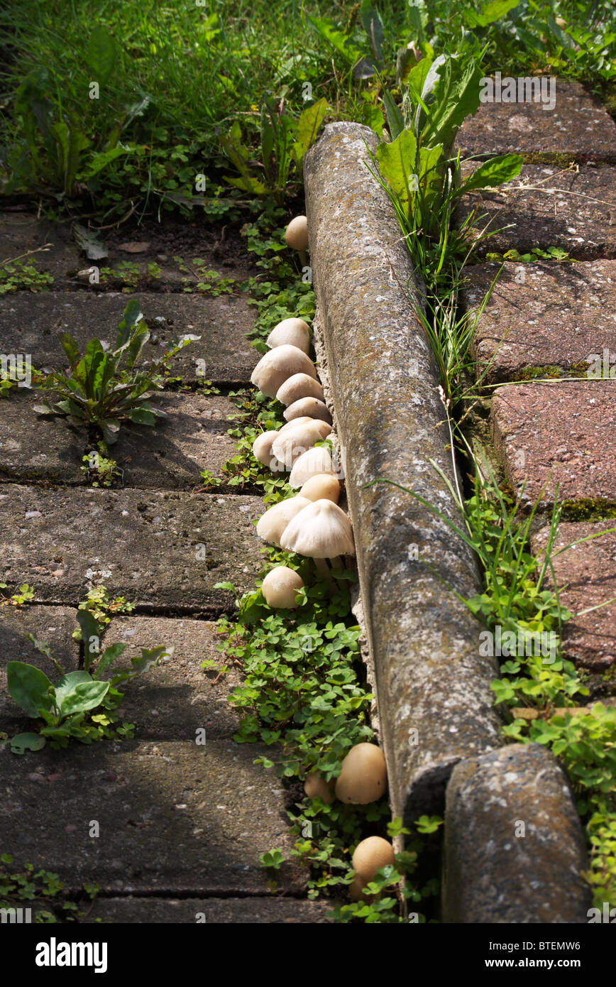 A line of mushrooms by a footpath Stock Photo - Alamy