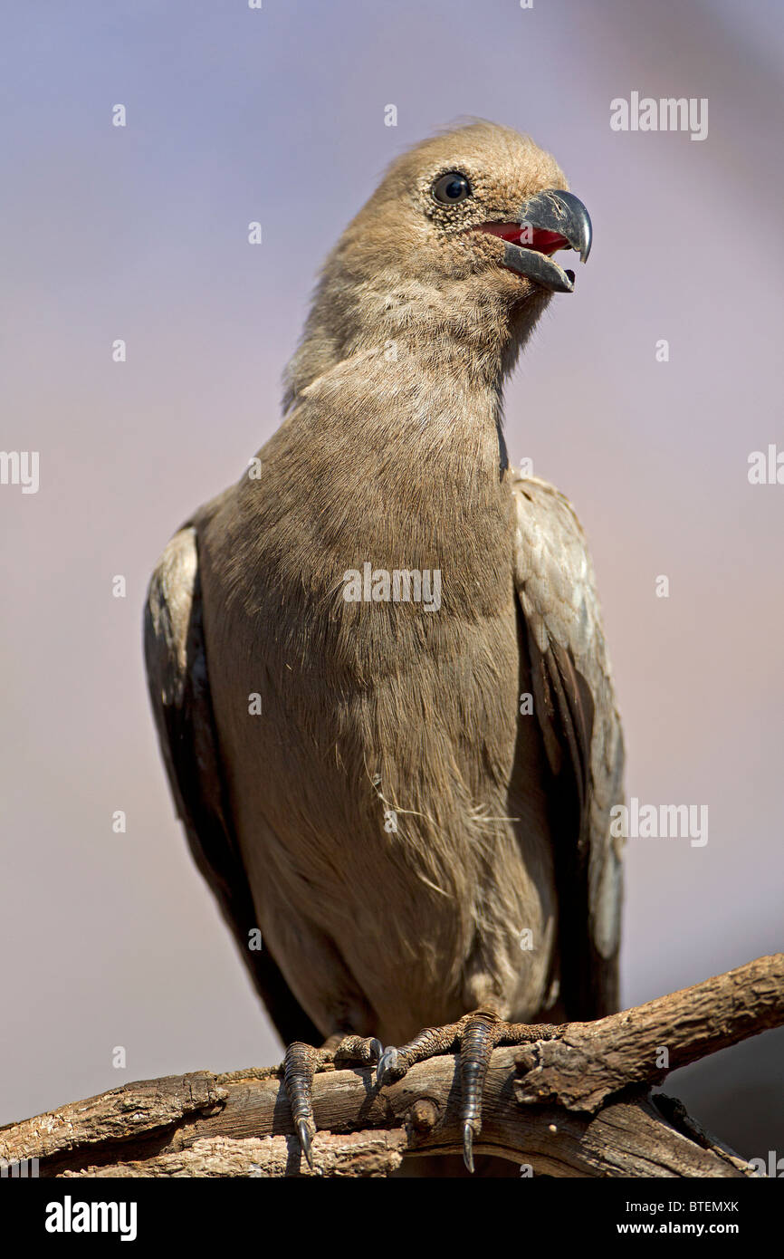Grey go away bird resting on branch hi-res stock photography and images ...