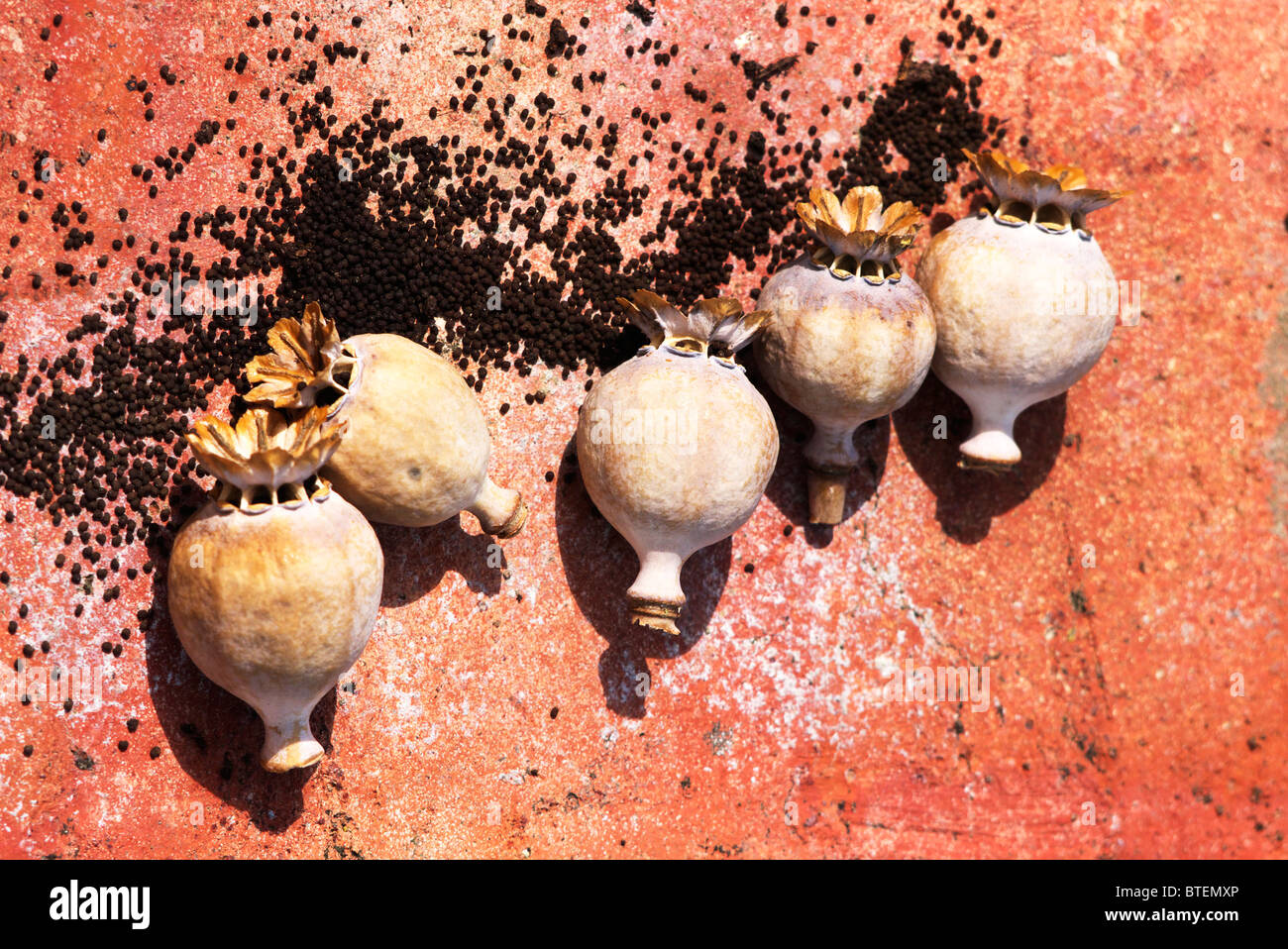 Poppy seeds hi-res stock photography and images - Alamy