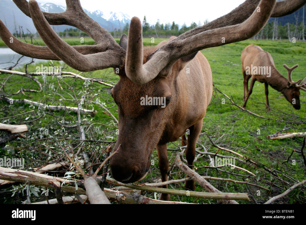 Alaska elk hi-res stock photography and images - Alamy