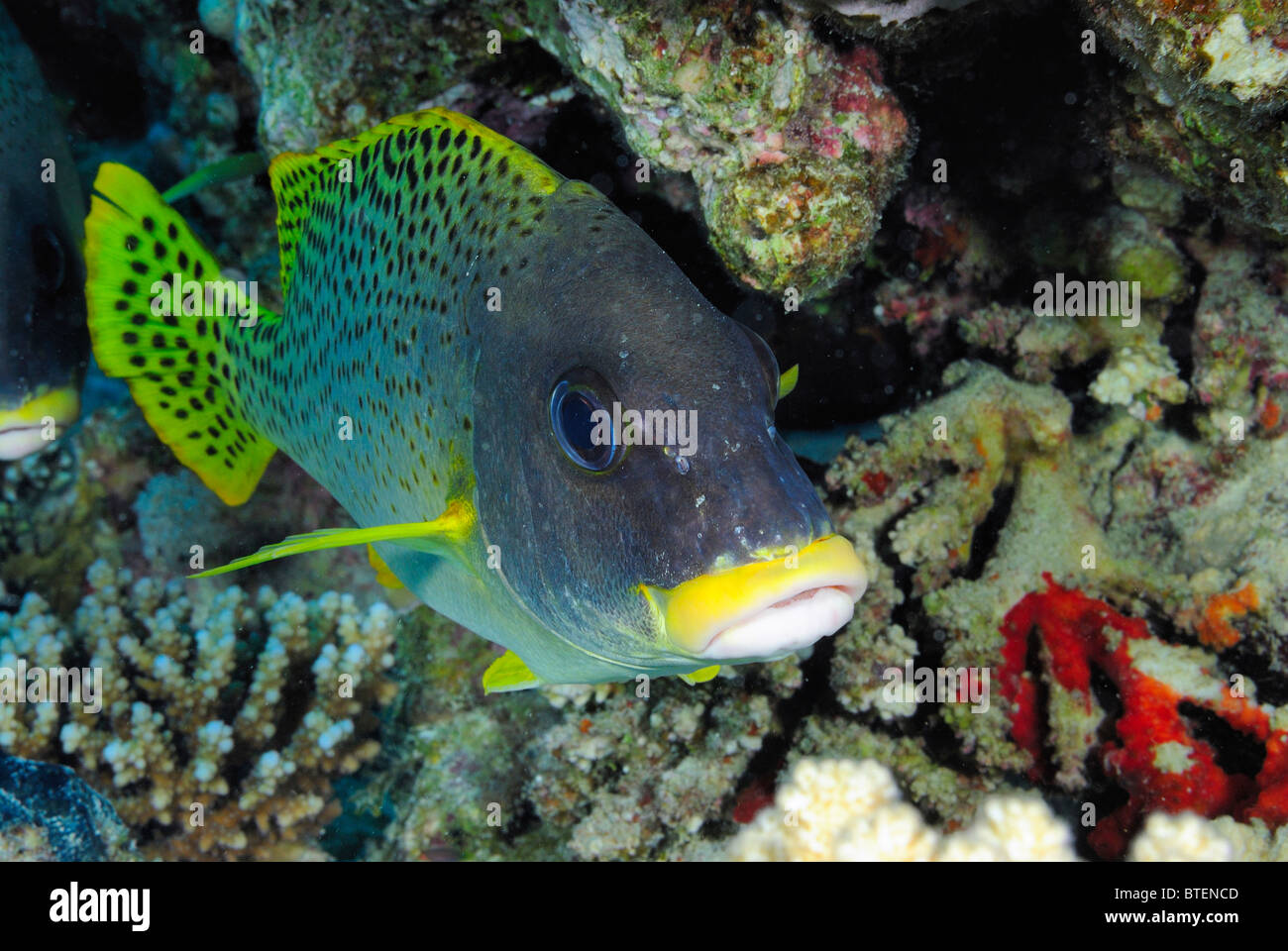 Spotted fish hi-res stock photography and images - Alamy