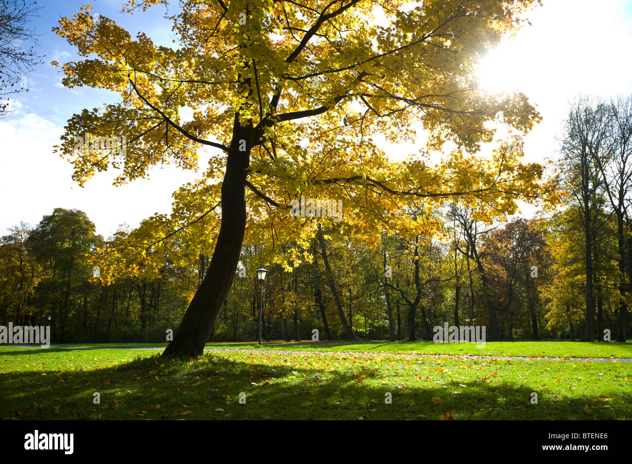 English maple tree hi-res stock photography and images - Alamy