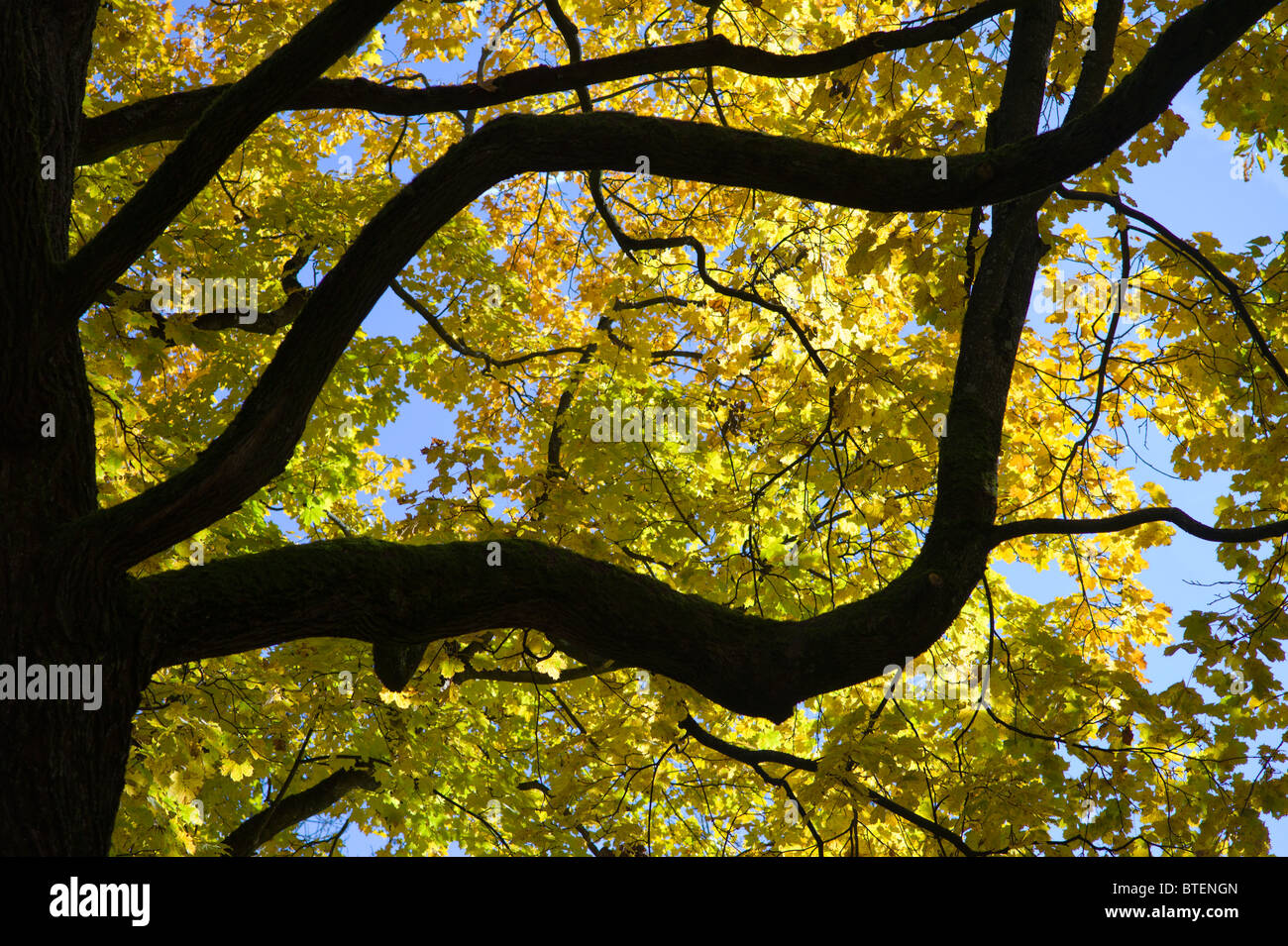 Beech tree silhouette High Resolution Stock Photography and Images - Alamy