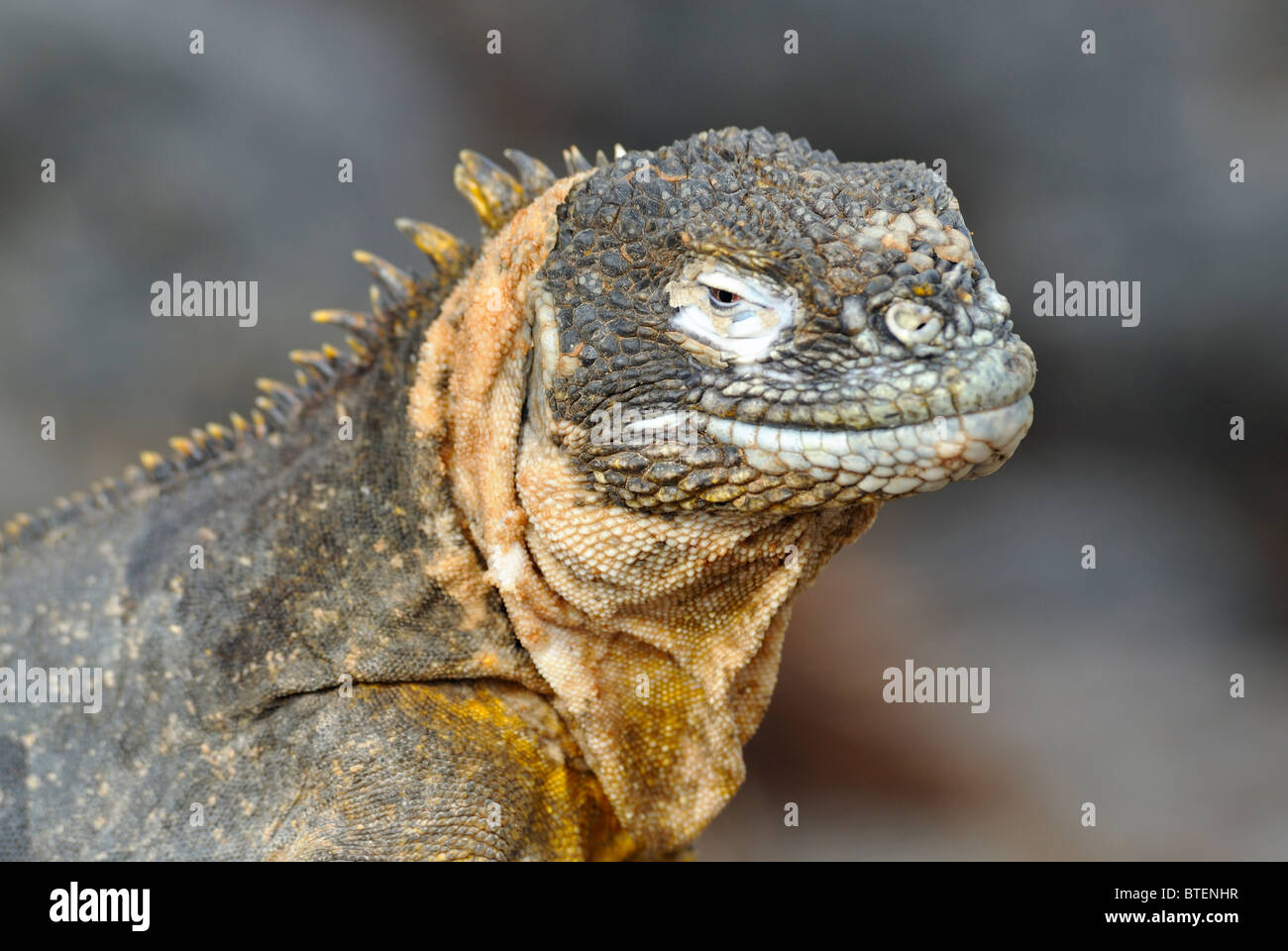 Insects of the galapagos islands hi-res stock photography and images ...