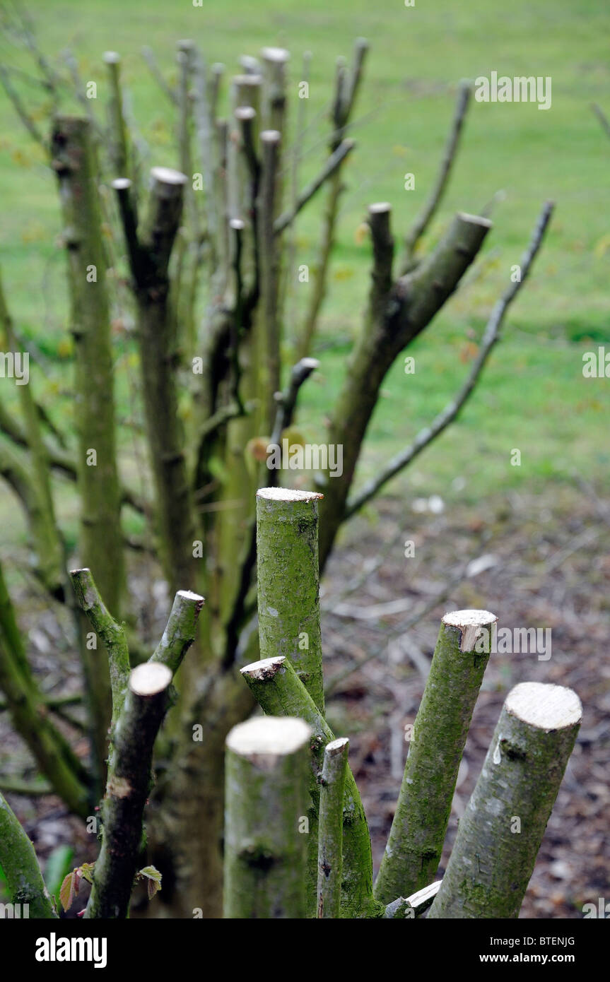 trees cut back Stock Photo - Alamy