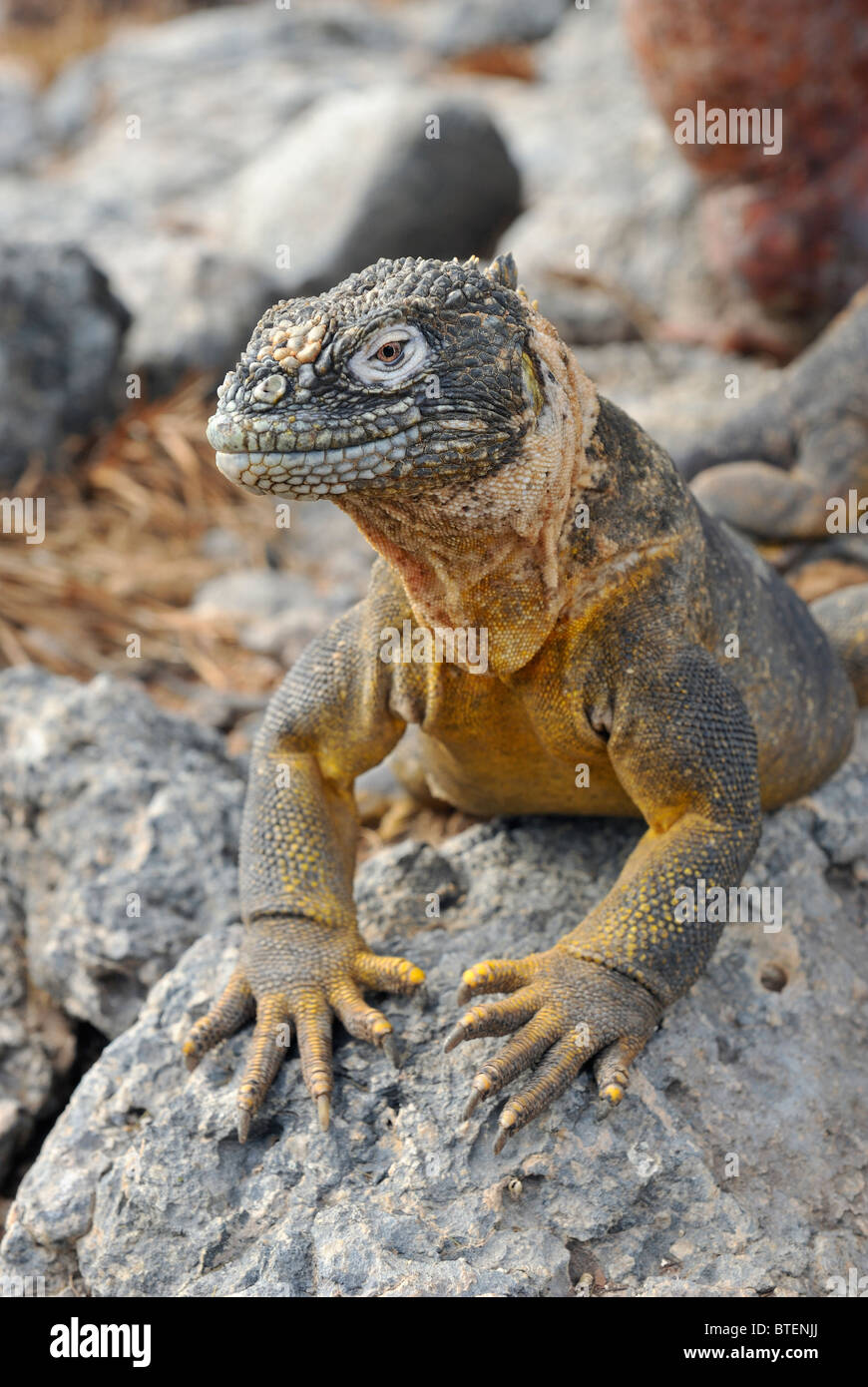 South pacific insects hi-res stock photography and images - Alamy