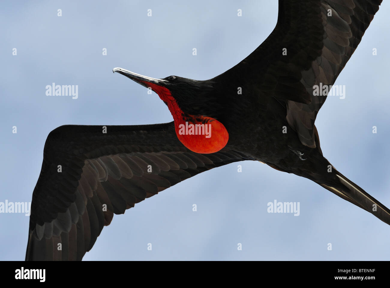Frigate bird flying in the sky over South Plaza Island, Galapagos ...