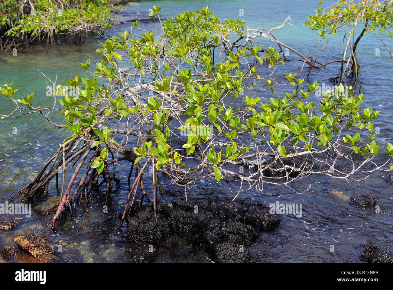 Mangrove trees growing on Santa Cruz Island, Galapagos, Ecuador Stock ...