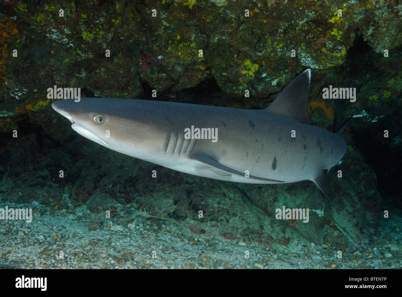 White-tipped reef shark, Galapagos, Ecuador Stock Photo - Alamy