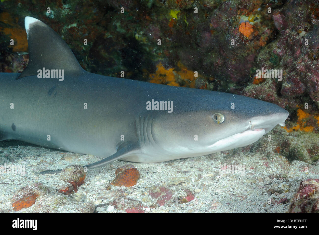 White-tipped reef shark, Galapagos, Ecuador Stock Photo - Alamy