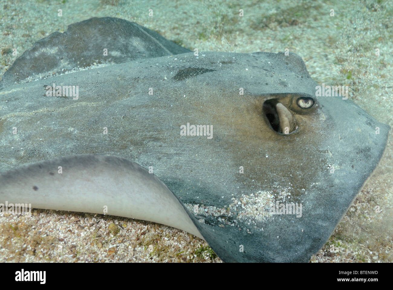 Longtail stingray, Galapagos, Ecuador Stock Photo - Alamy