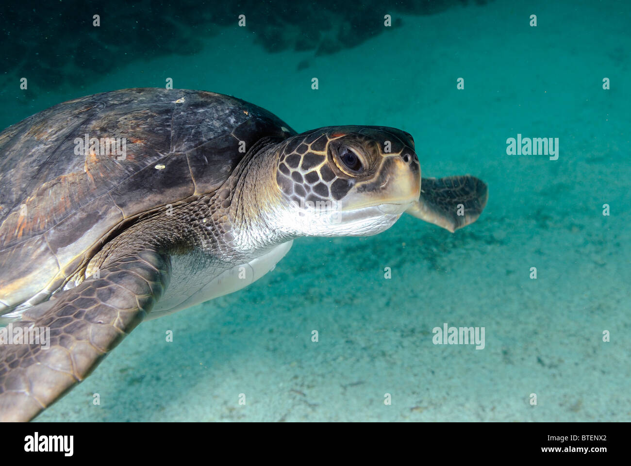 Green sea turtle, Galapagos, Ecuador Stock Photo - Alamy