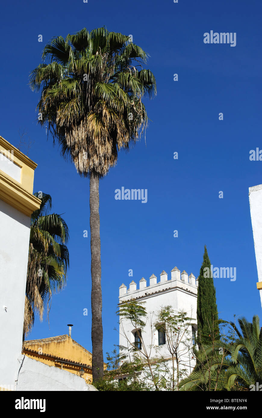 Tower and palm tree in the Santa Cruz district, Seville, Seville ...