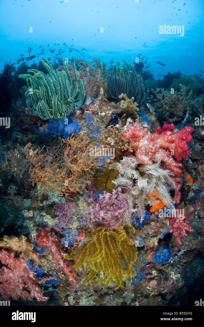 A cluster of colorful invertebrates fight for space and food along the ...