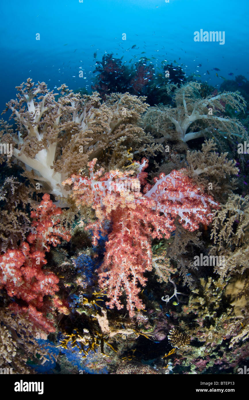 Dendronephthya and Sinularia soft coral colonies wave their polyps in ...