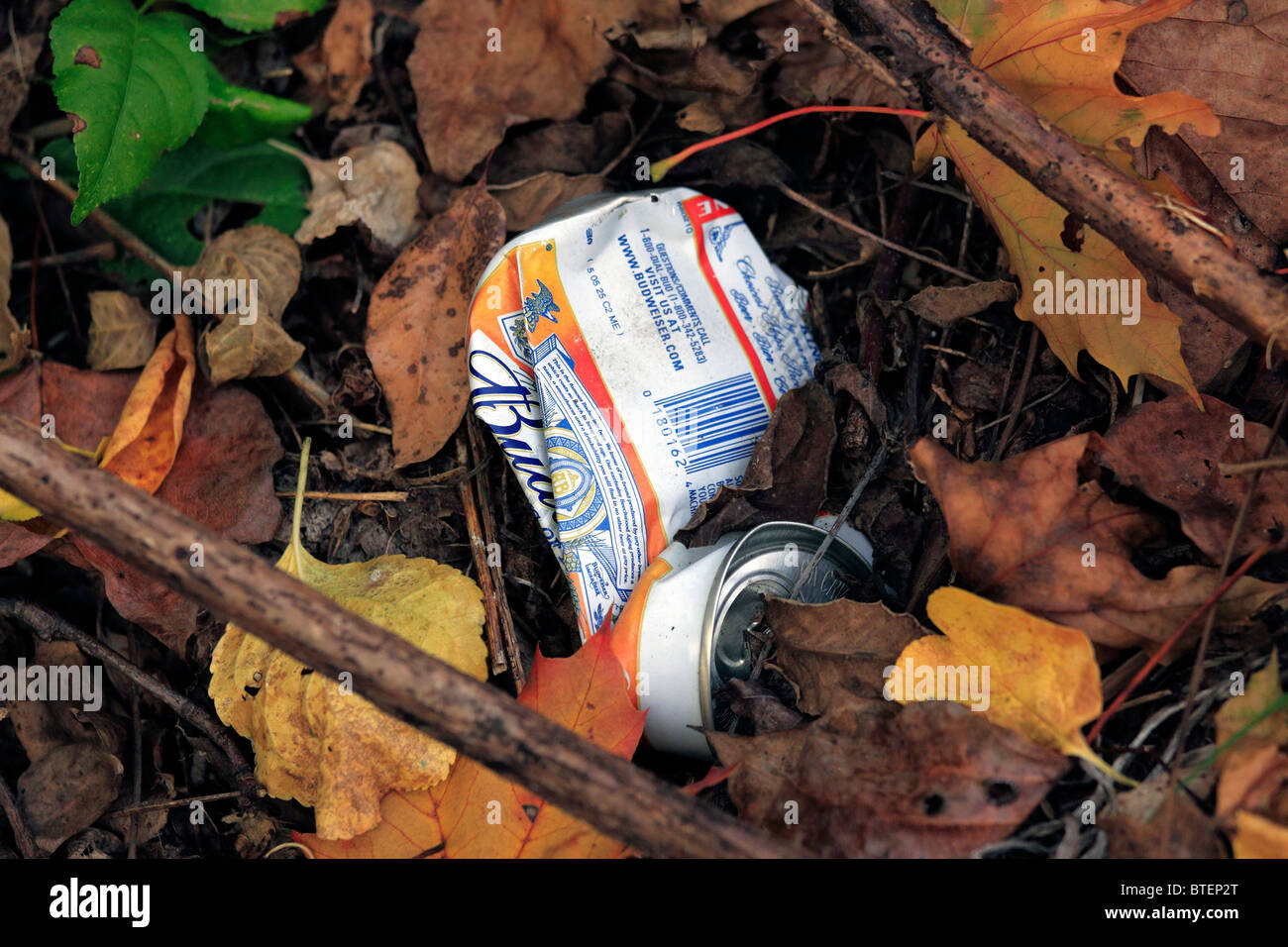 Discarded beer can, Long Island NY Stock Photo - Alamy