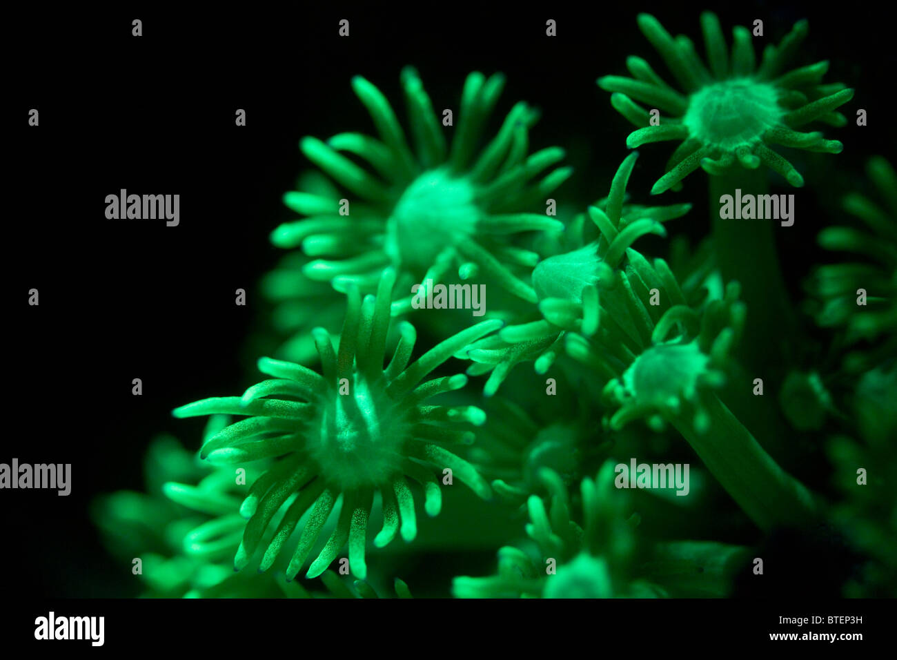 The polyps of a coral, Alveopora sp., fluoresces at night under blue ...