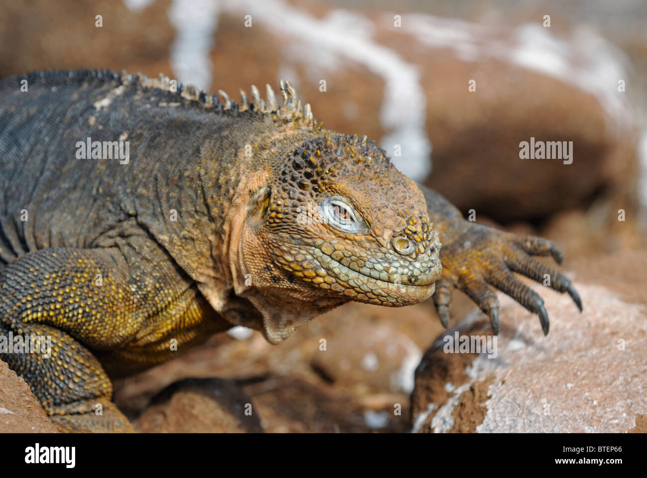 Galapagos insects hi-res stock photography and images - Alamy