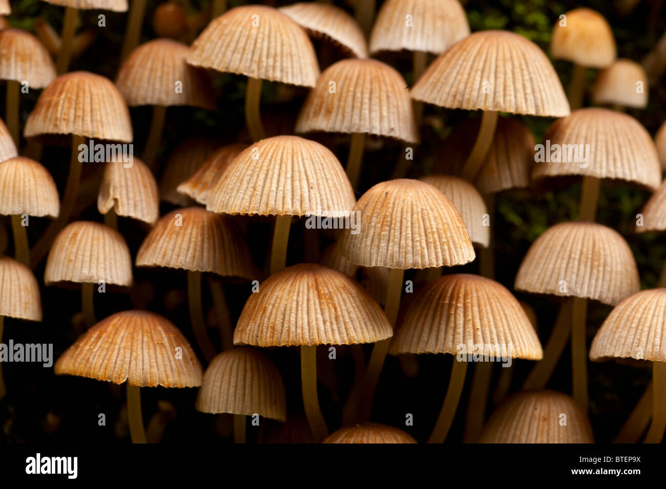 Fairy cap fungus hi-res stock photography and images - Alamy