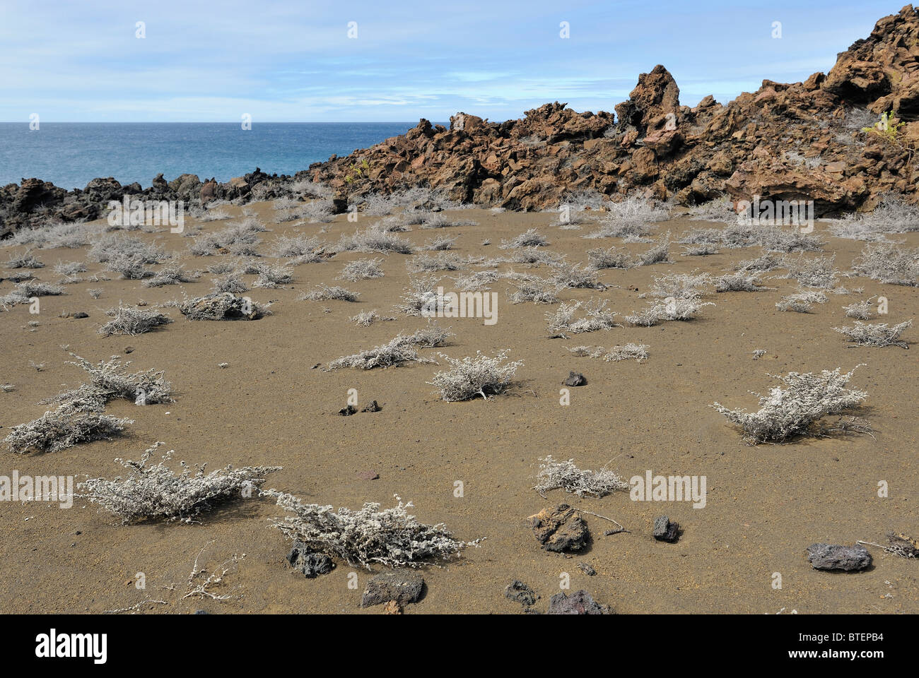 Variety of shrubs hi-res stock photography and images - Alamy