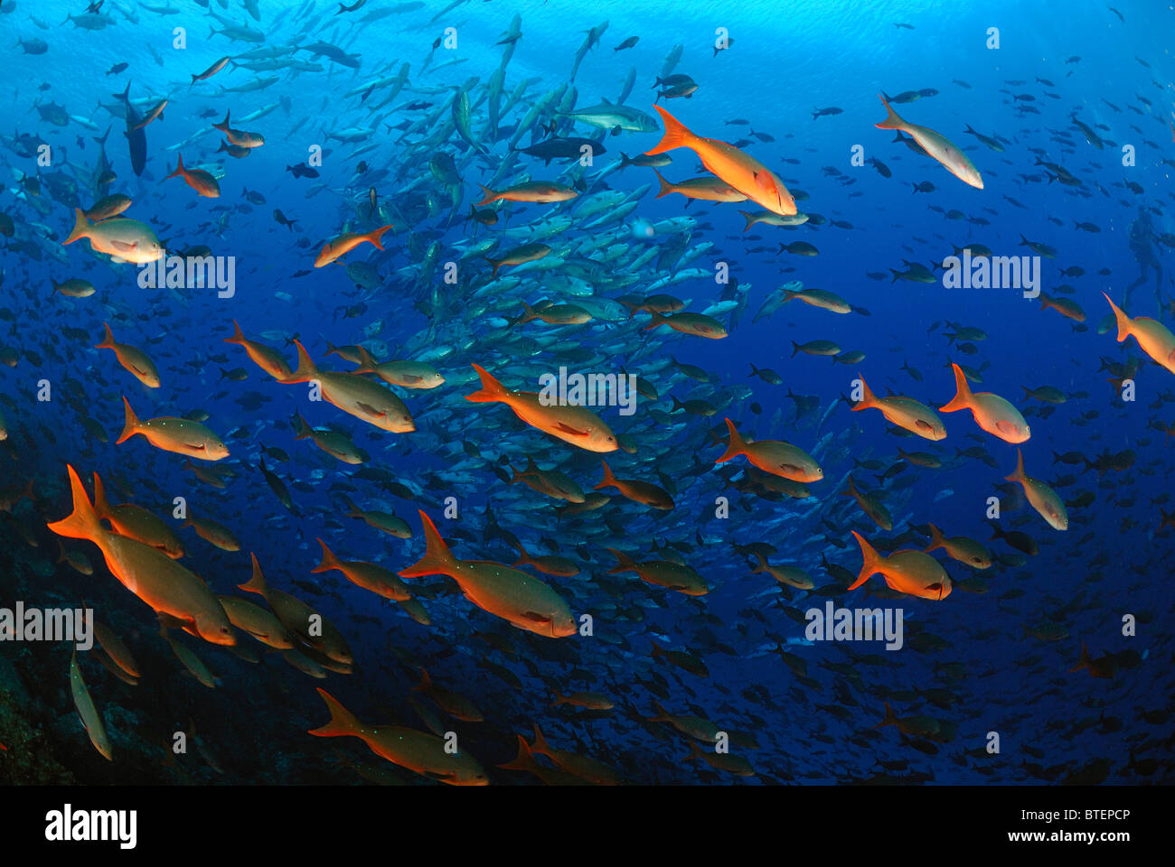 Pacific creolefish hi-res stock photography and images - Alamy