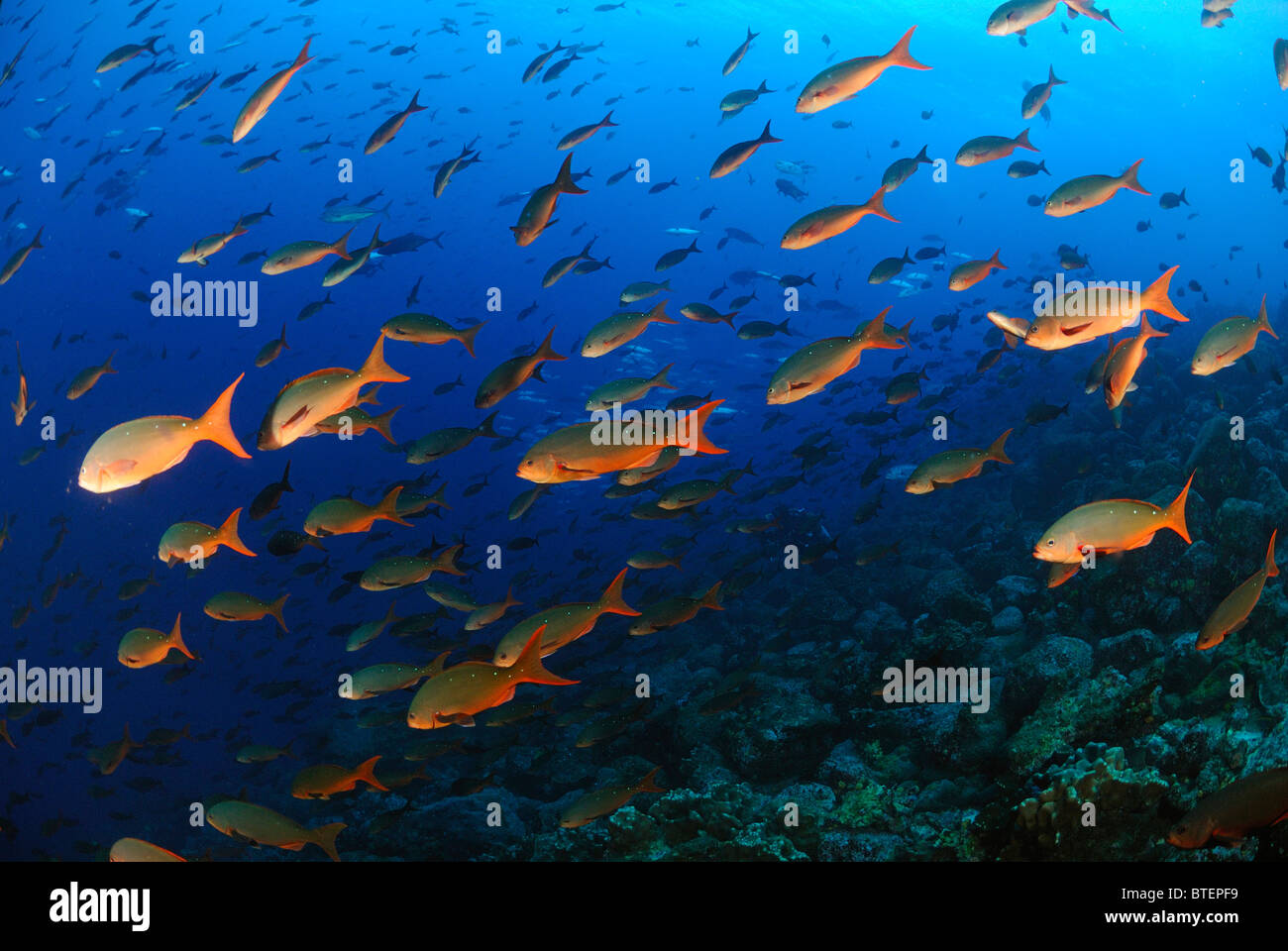 School of pacific creolefish hi-res stock photography and images - Alamy