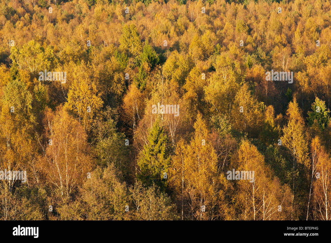 Aerial view of the forest Stock Photo - Alamy