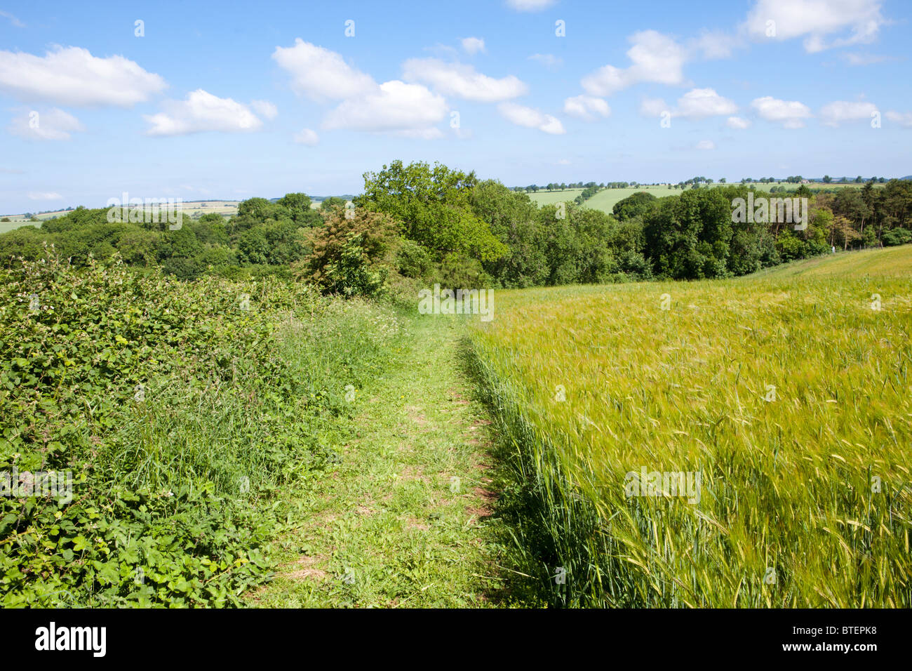 The Windrush Way skirting a field of Cotswold barley near the village ...