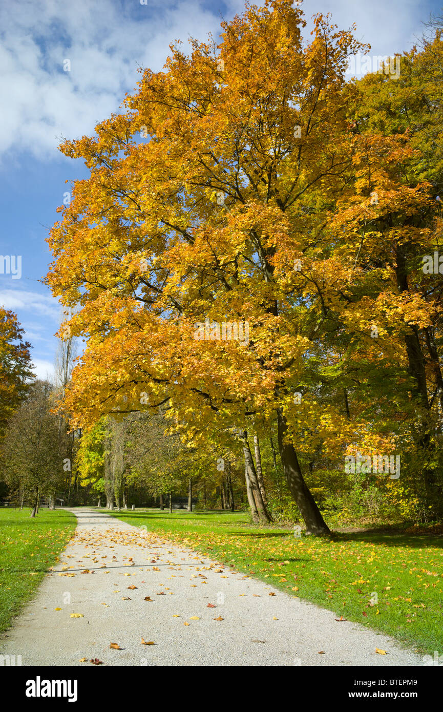 Maple tree with yellowish colored leaves of a in the English Garden in ...