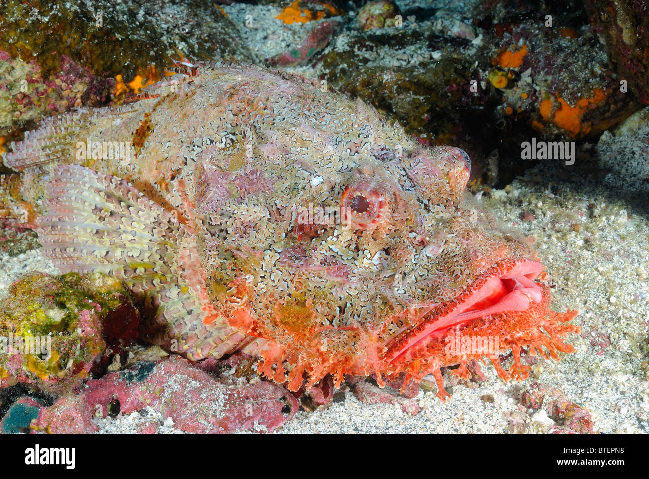 Stone scorpionfish, Galapagos, Ecuador Stock Photo - Alamy