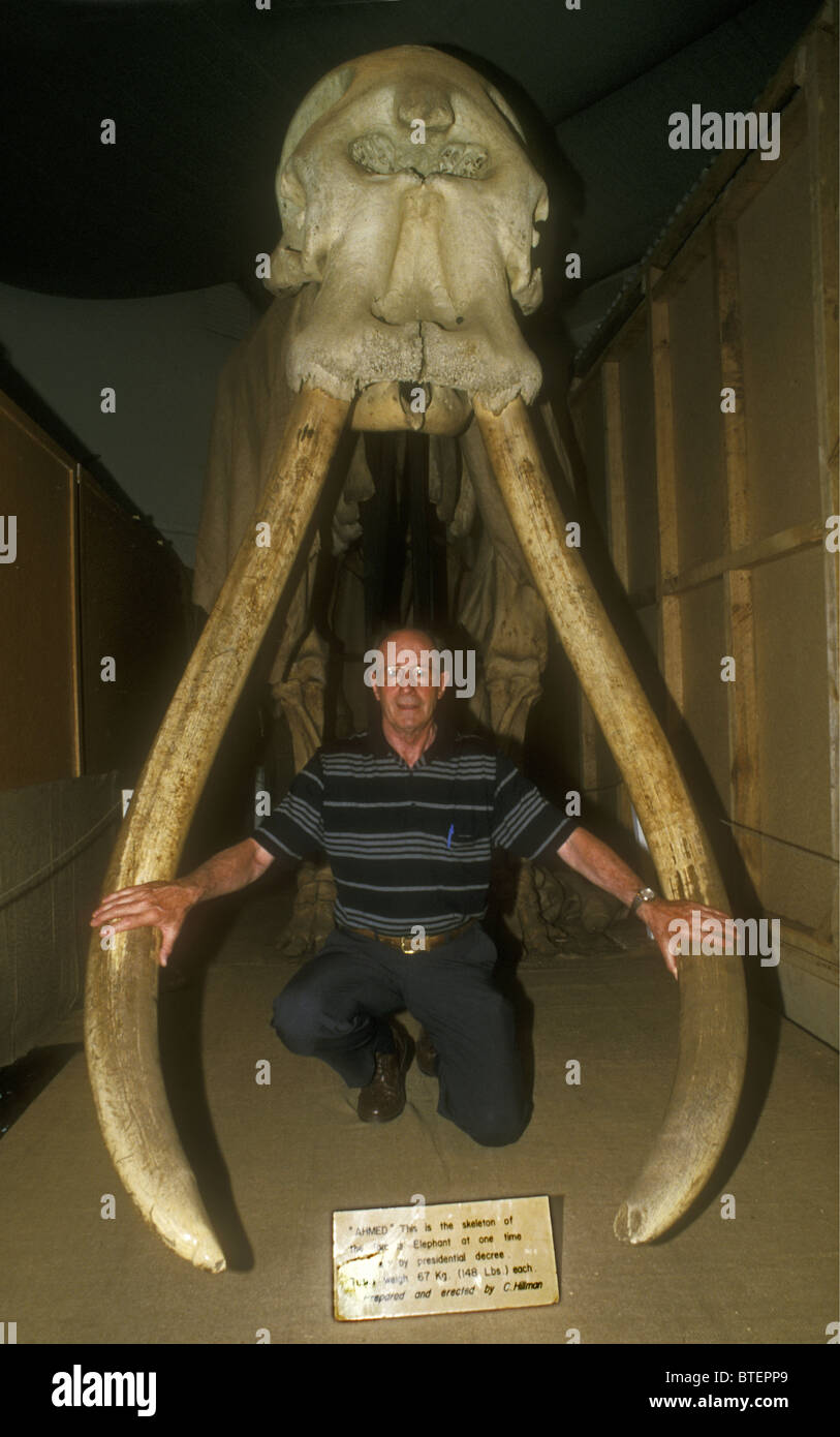 White man male poses with tusks and skeleton of famous elephant Ahmed ...