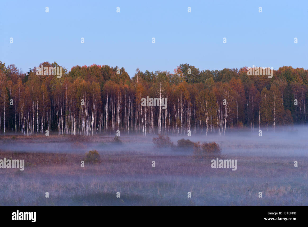 Forest at dusk Stock Photo - Alamy