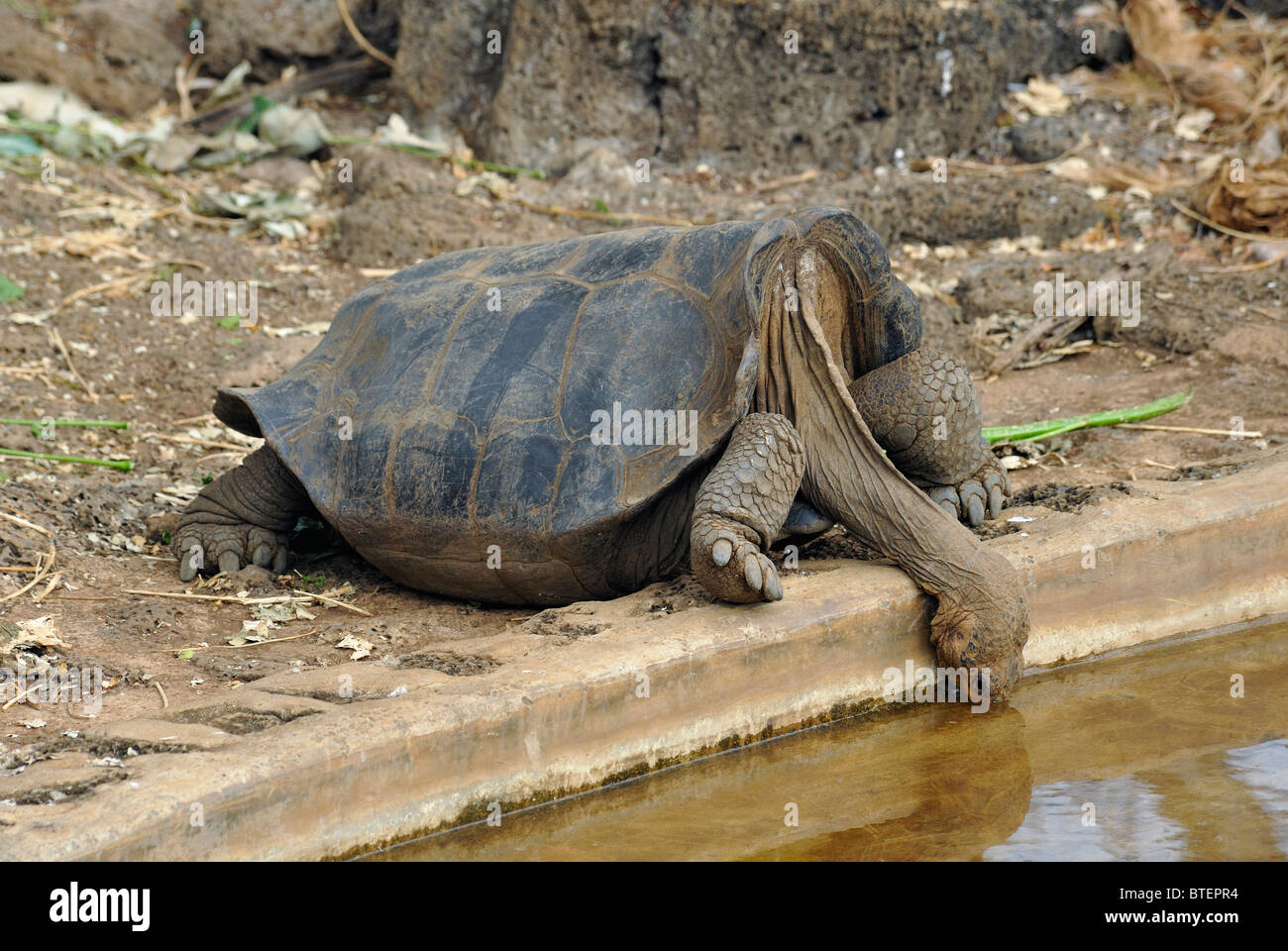 Galapagos tortoise drinking at Charles Darwin research Station ... Galapagos tortoise drinking at Charles Darwin research Station ...