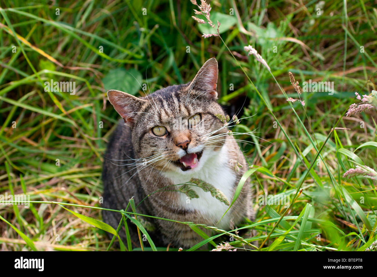 Talking tabby cat hi-res stock photography and images - Alamy