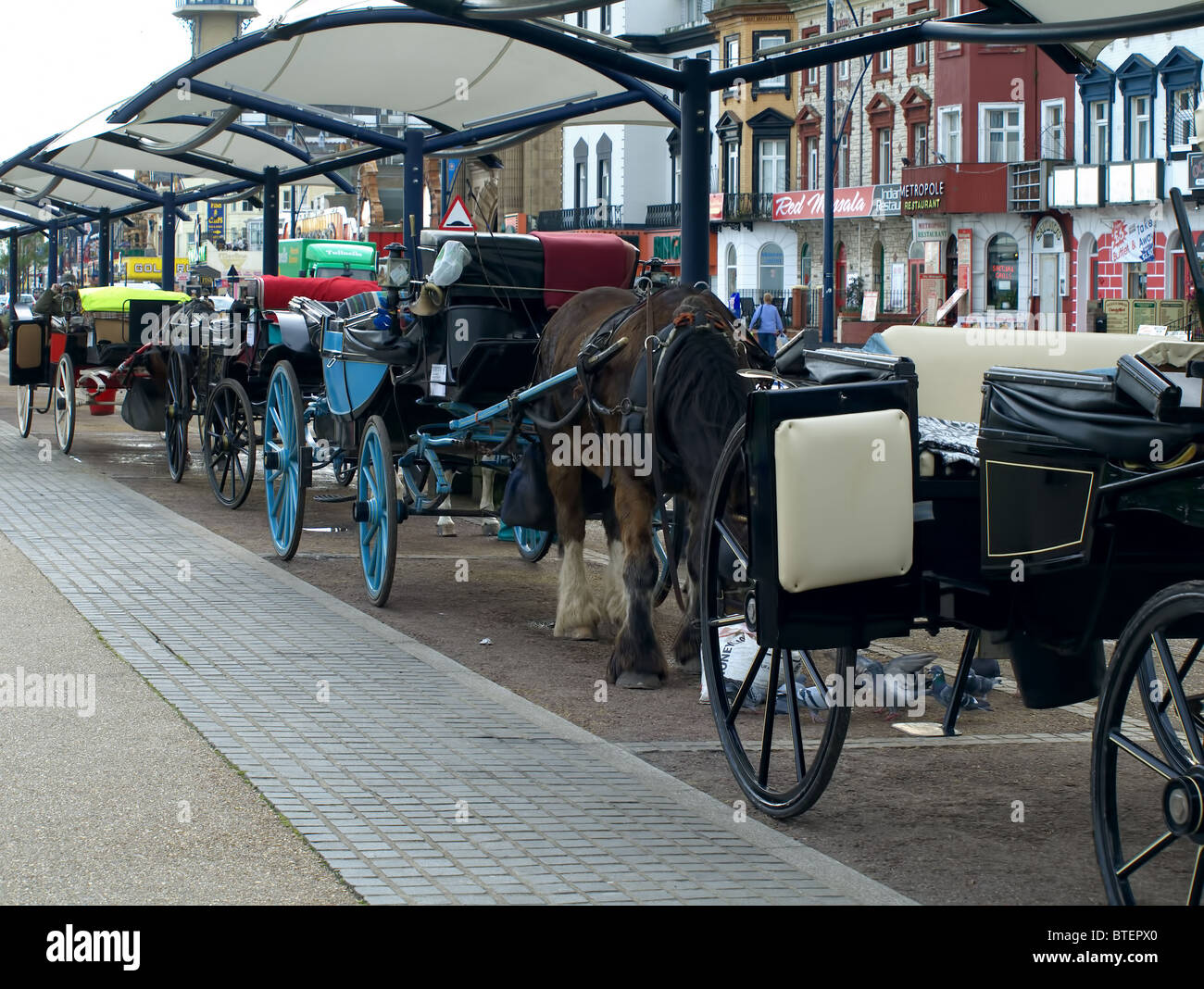 Hackney Horse Uk High Resolution Stock Photography and Images - Alamy