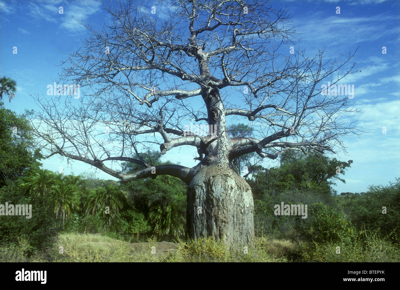 Bottle shaped Baobab tree in Meru National Park Kenya East Africa ...